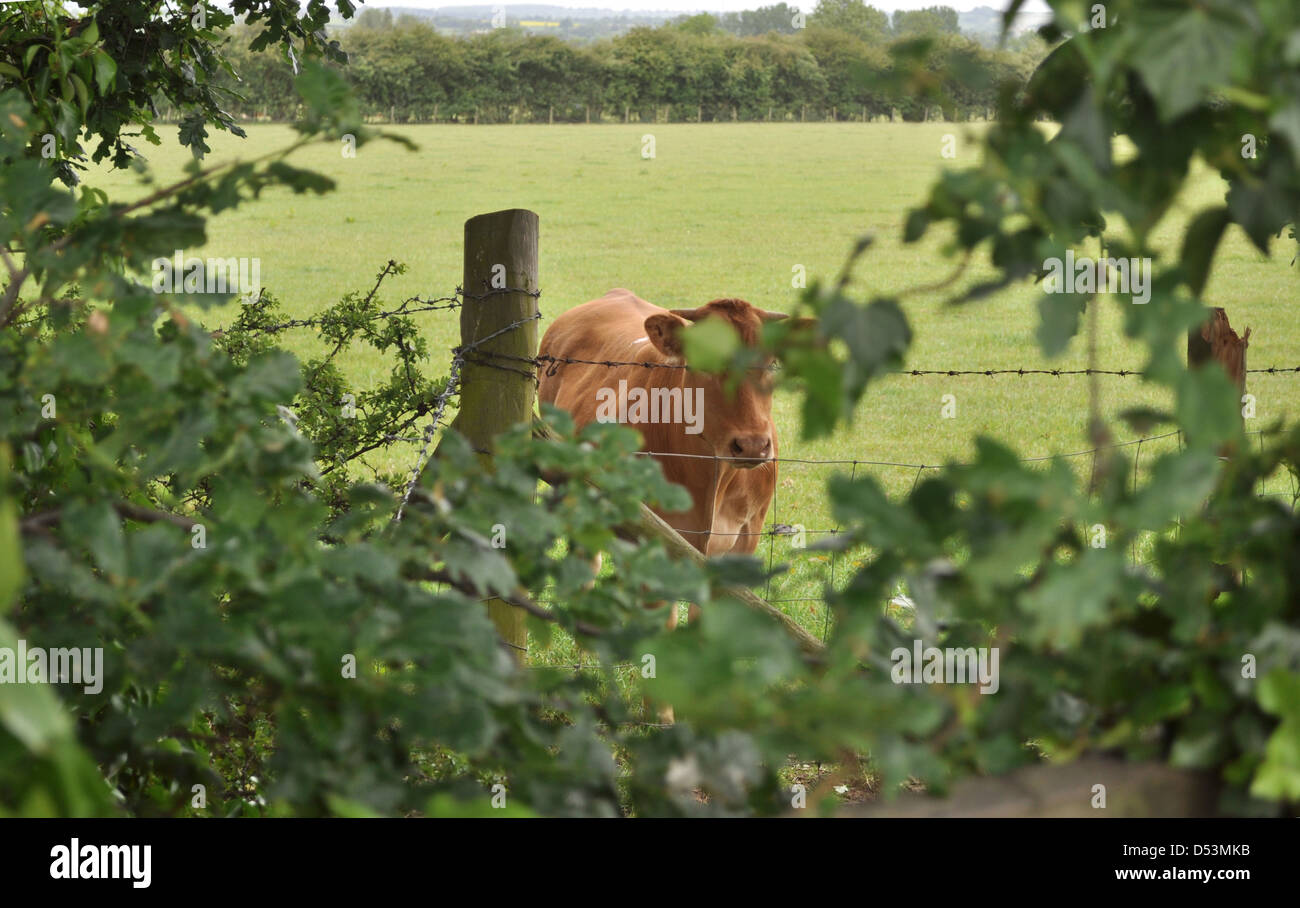 Cow in field hidden behind tree in the UK Stock Photo - Alamy