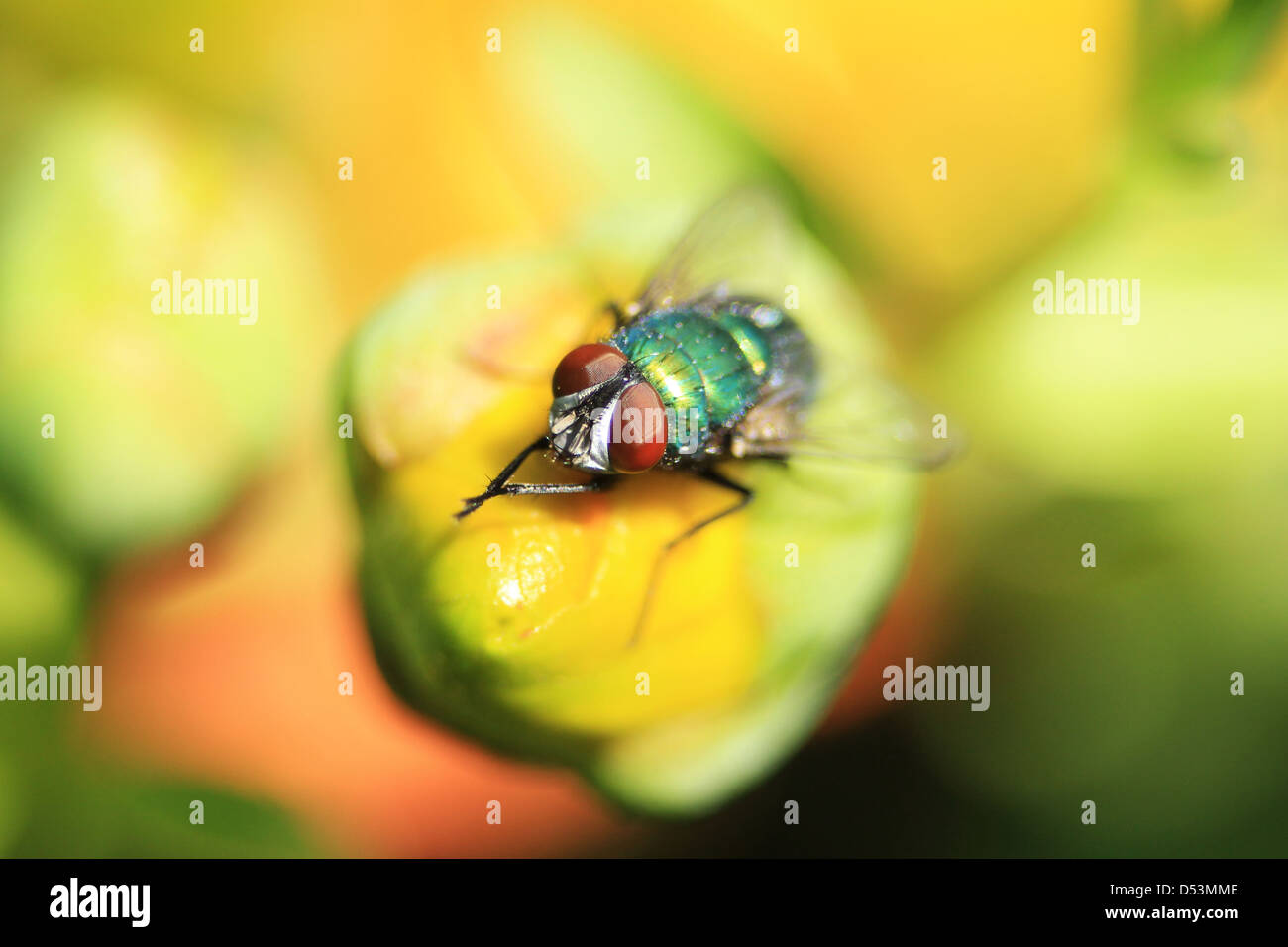 Fly washing hands hi-res stock photography and images - Alamy