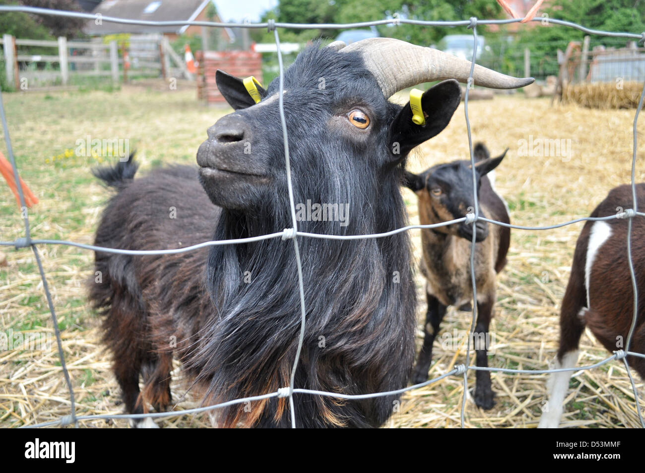 Goat behind a fence on a farm in UK Stock Photo - Alamy