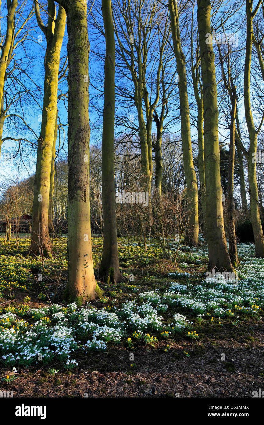 Winter Aconite Flowers (Eranthis hyemalis) and Snowdrop Flowers ...