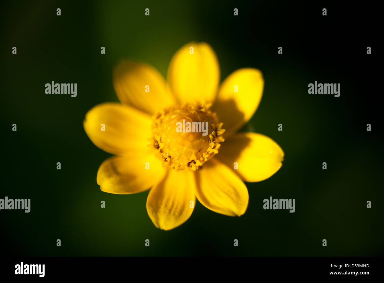 Yellow flower at Gamboa, Panama province, Republic of Panama Stock ...