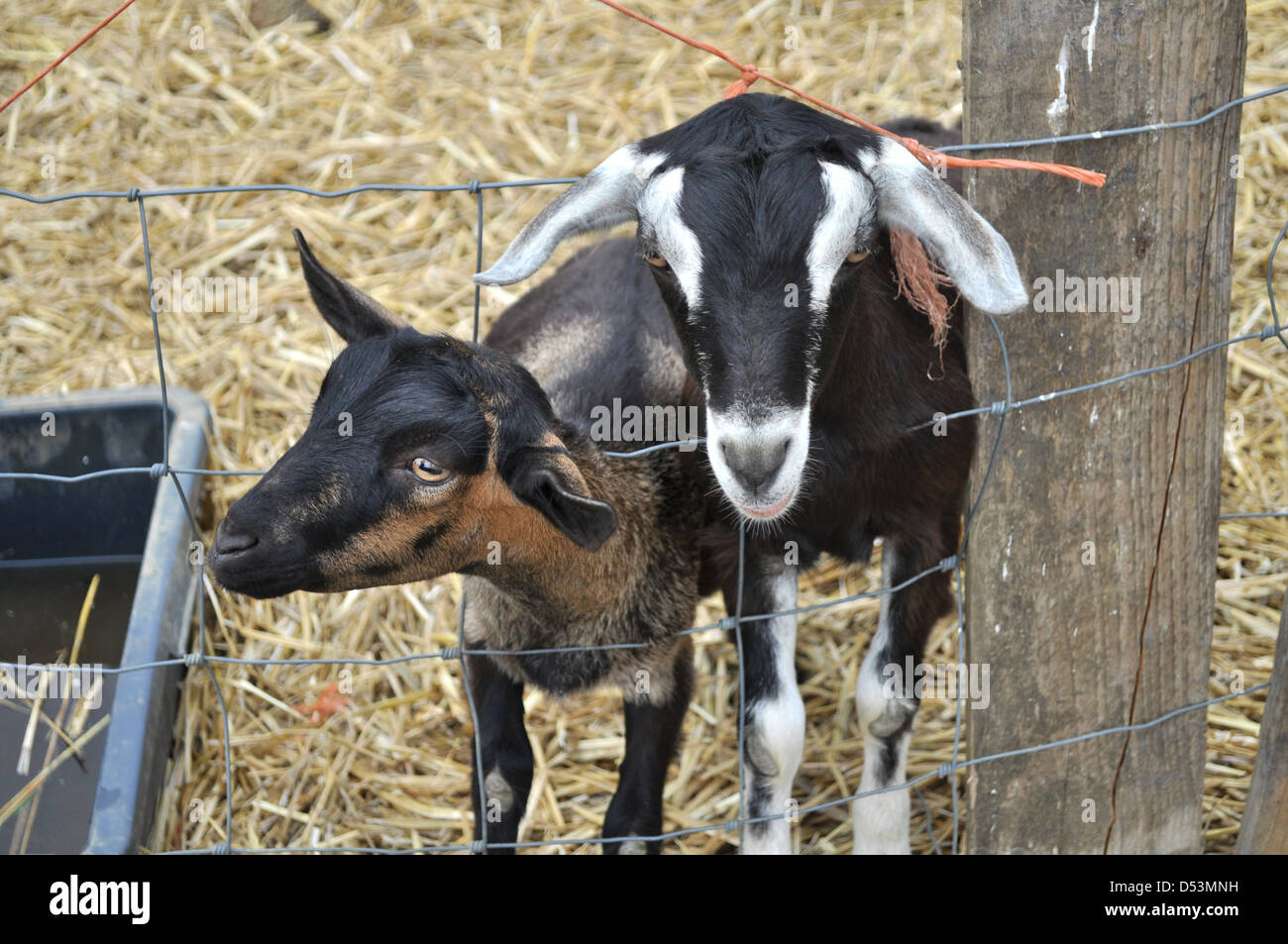 A goat two goats hi-res stock photography and images - Alamy