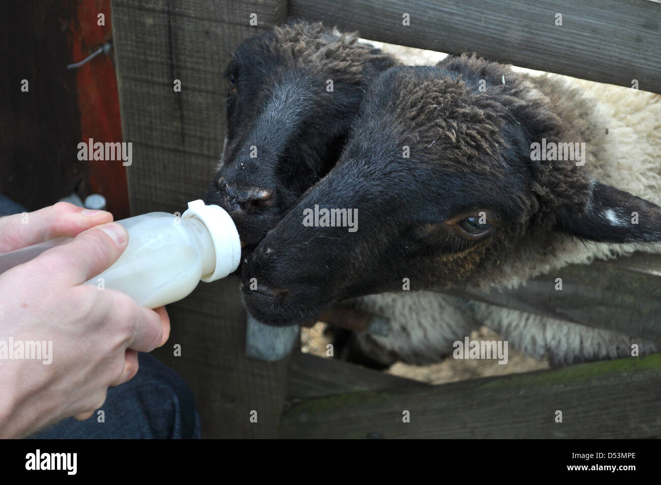 Man feedling sheep lambs with bottle Stock Photo - Alamy