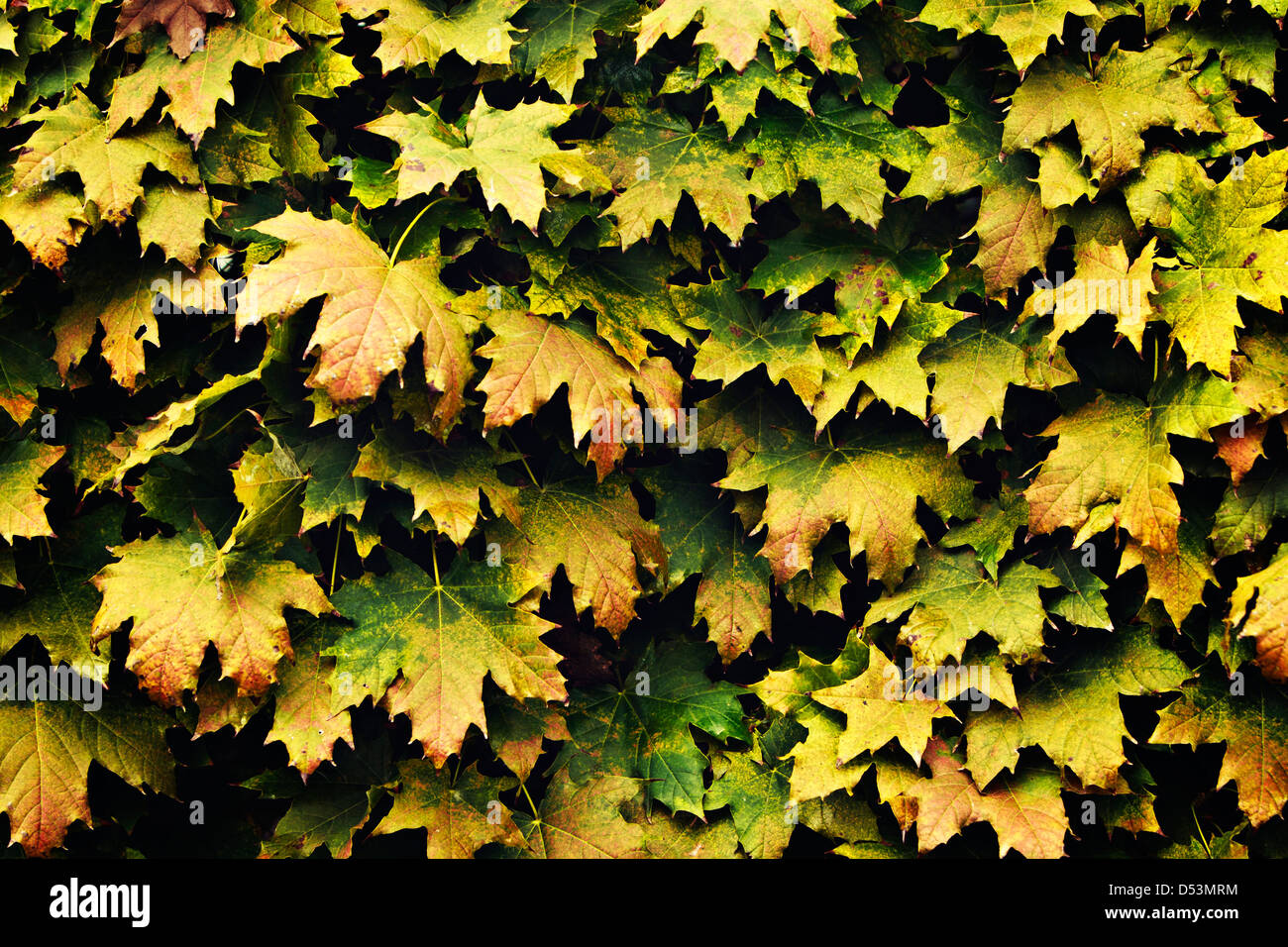 Canadian maple leaves Stock Photo - Alamy