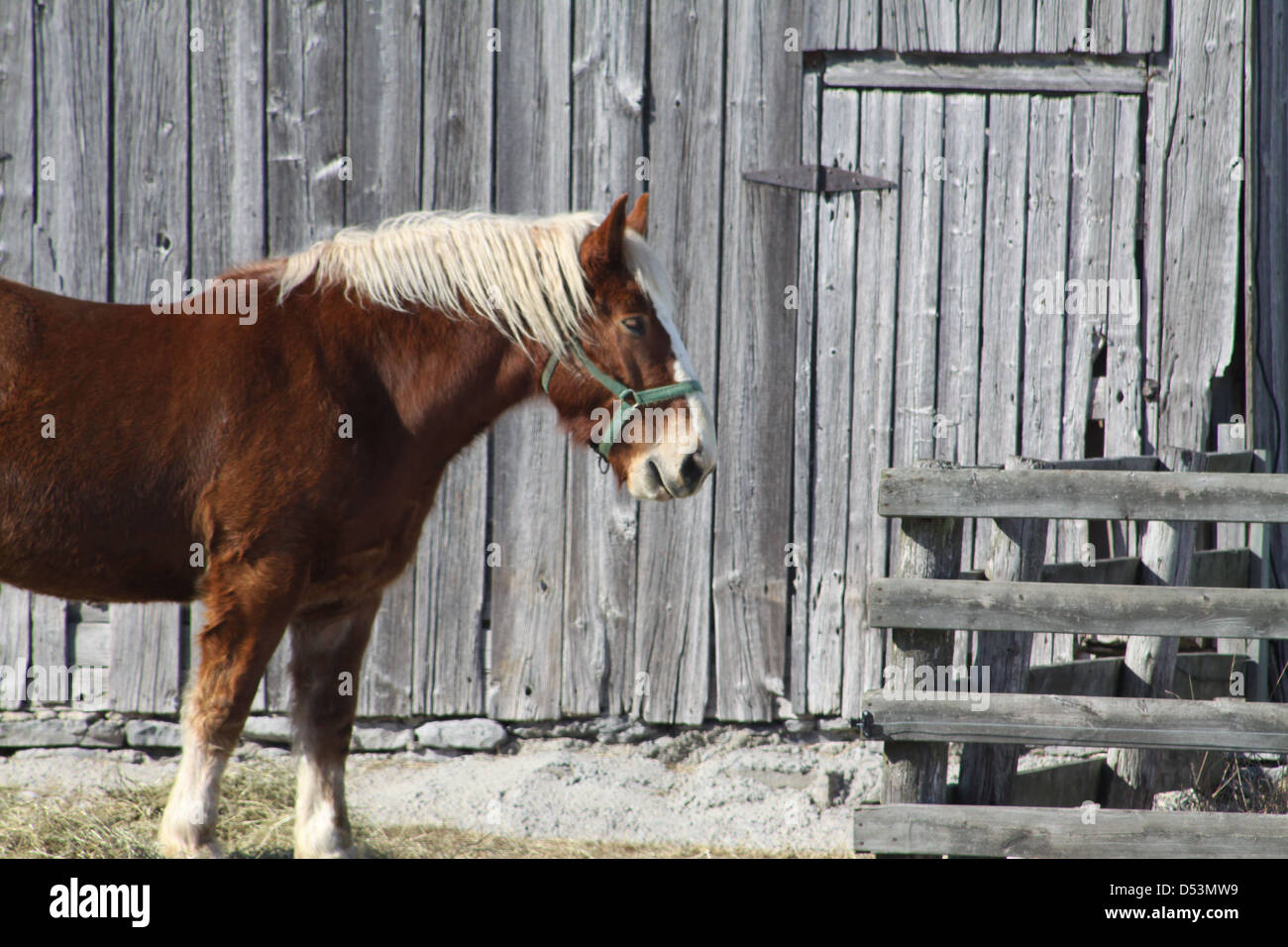 Belgian draft horse in a small enclosure attached to a barn Stock Photo ...