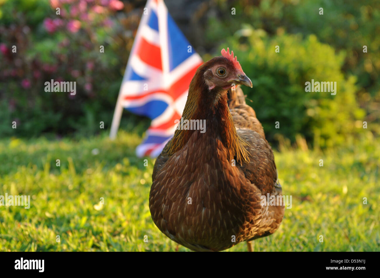 Hen laying egg hi-res stock photography and images - Alamy
