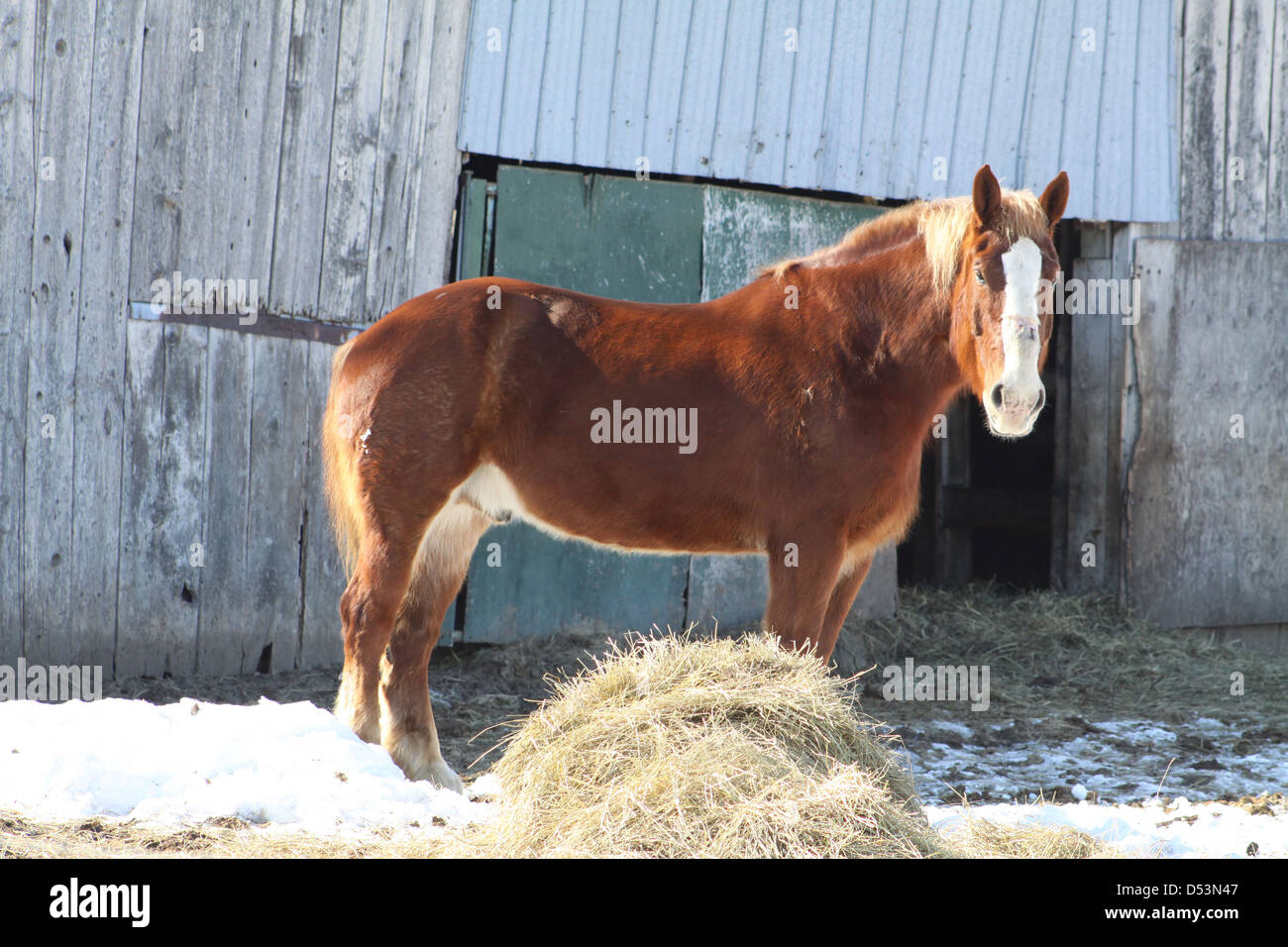 Belgian draft horse in a small enclosure attached to a barn Stock Photo ...