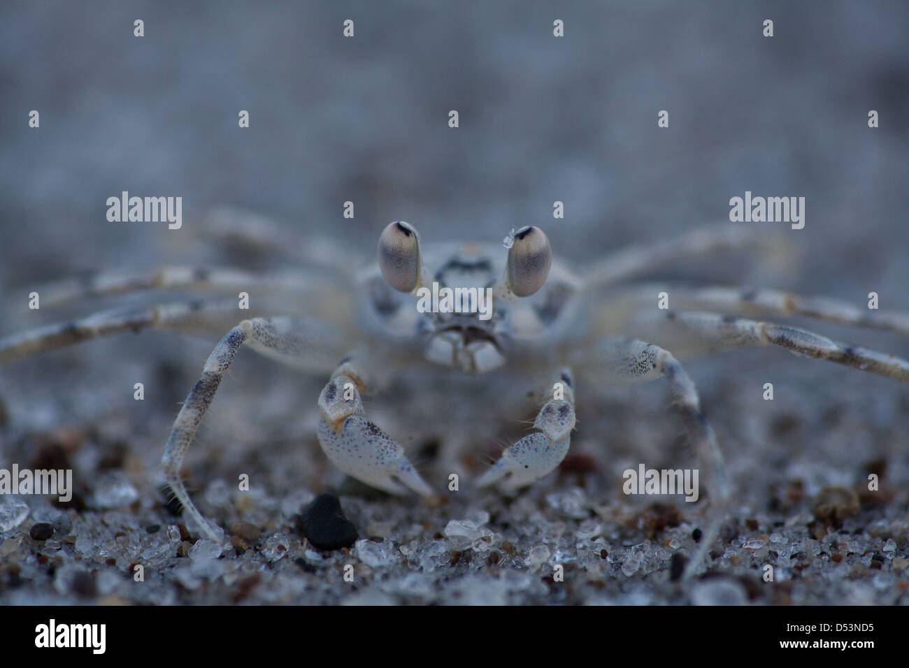 Crab on the beach at Punta Chame, Pacific coast, Panama province ...