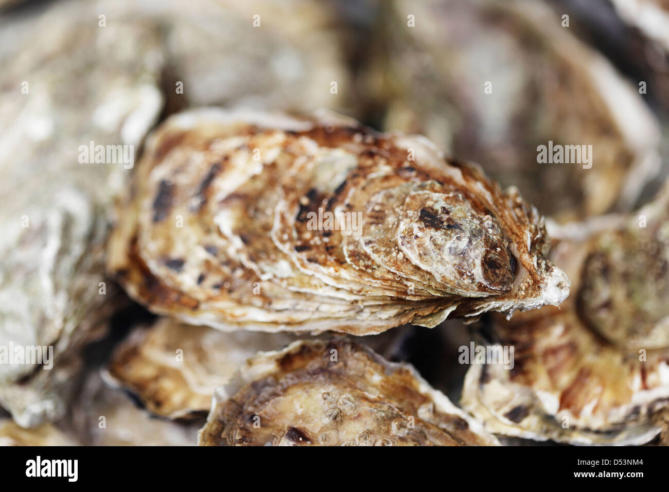 Oysters background macro close up Stock Photo - Alamy