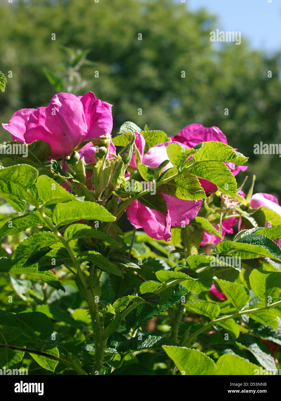 Rose hip flowers Stock Photo - Alamy