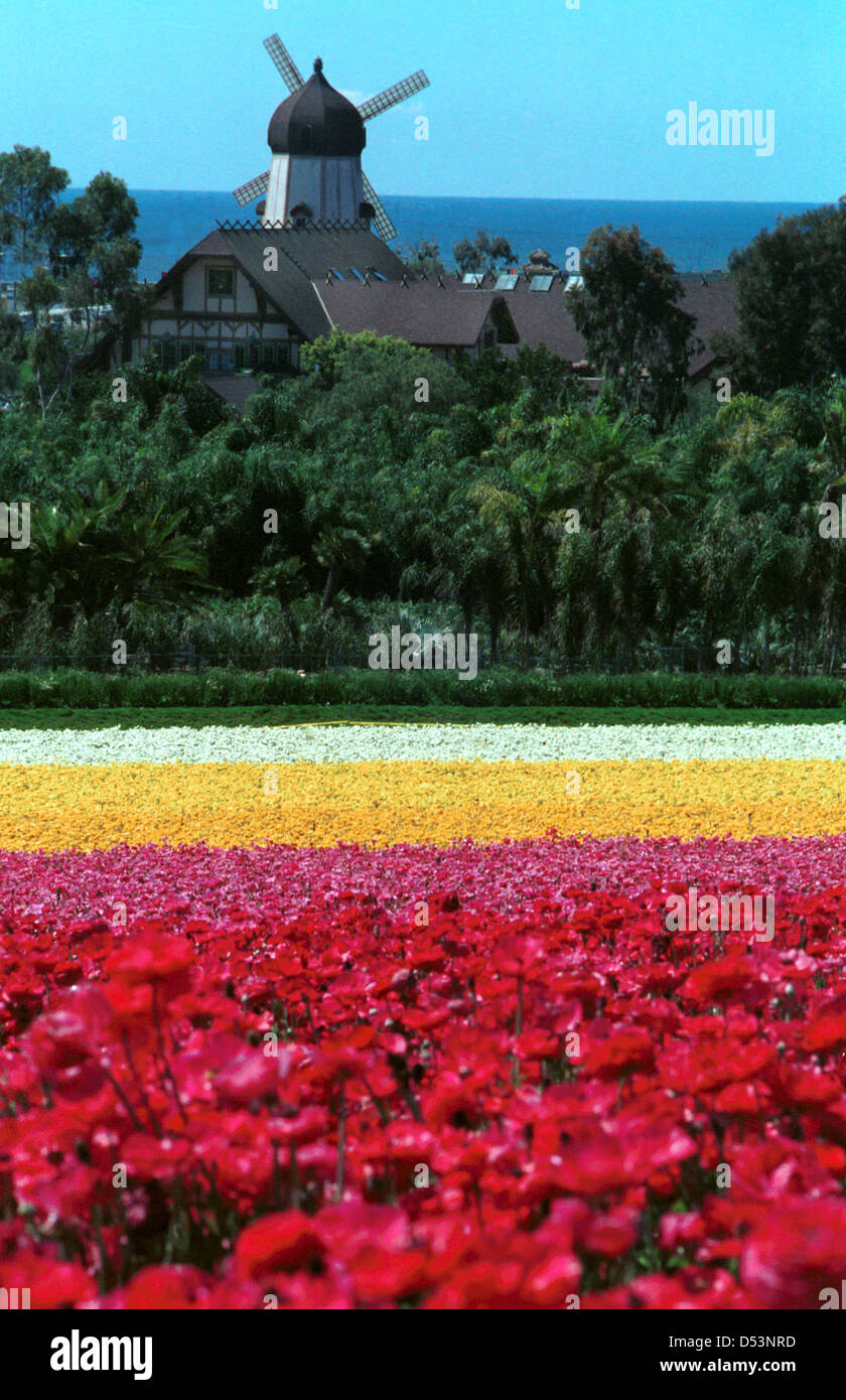 Ranunculus flower fields with wind mill pacific ocean carlsbad ...