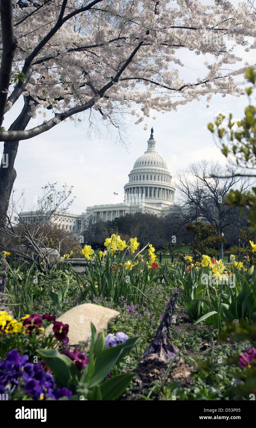 United States Capitol with flowers and cherry blossoms Washington DC ...