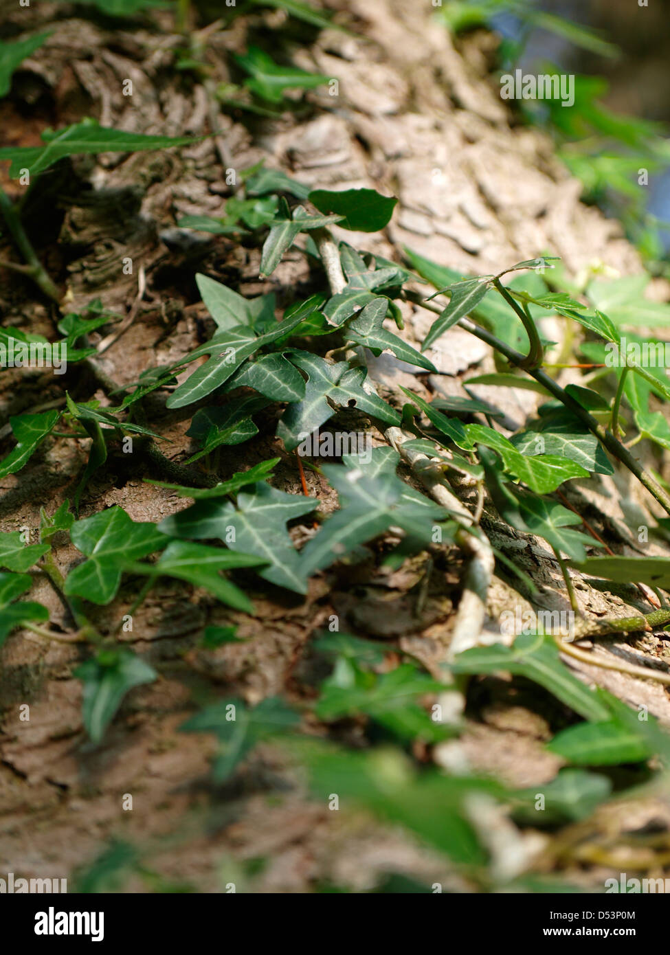 Ivy climbing tree trunk Stock Photo - Alamy