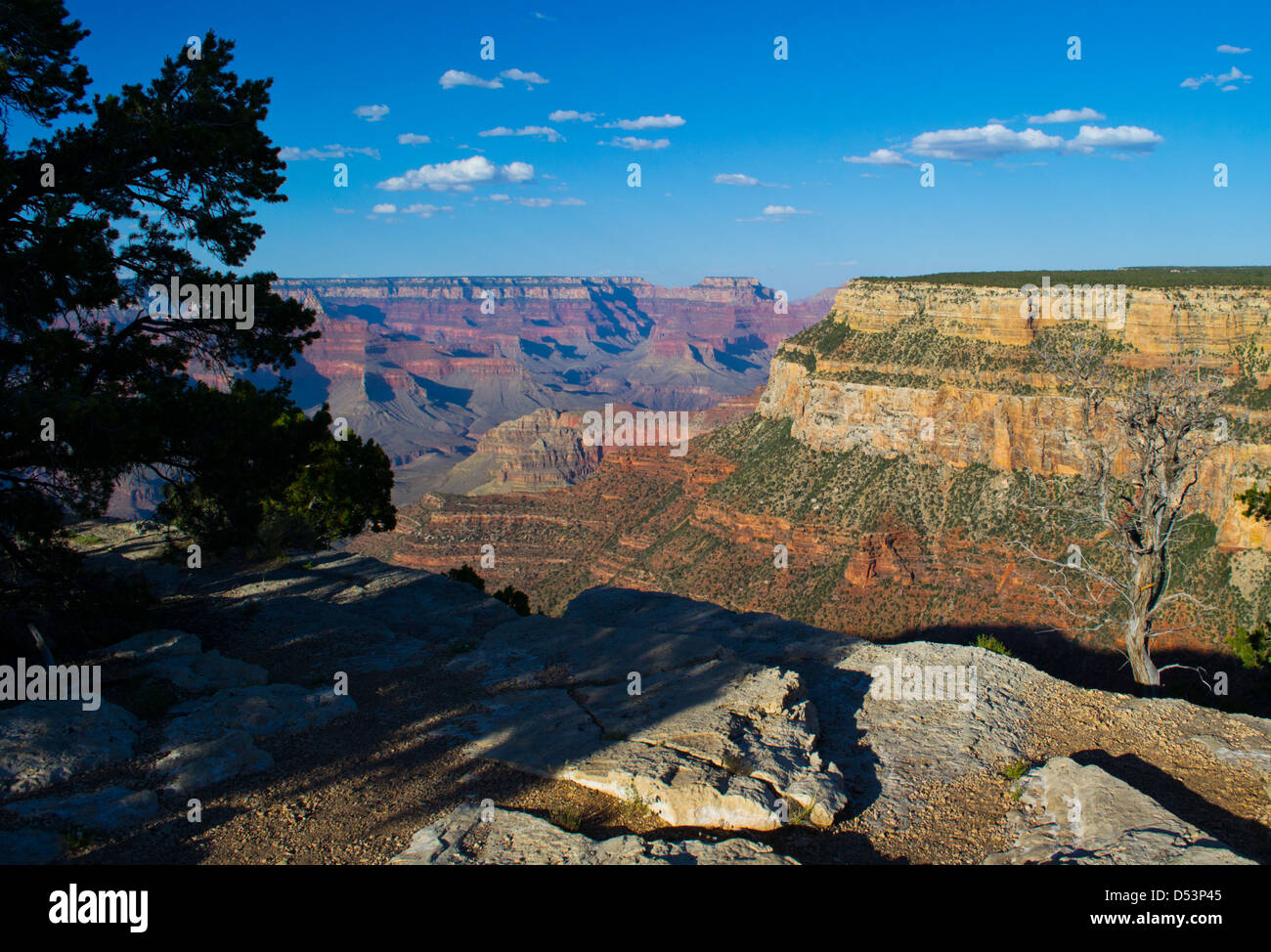 Shadow cast by tree onto rim of Grand Canyon at sunset Stock Photo - Alamy
