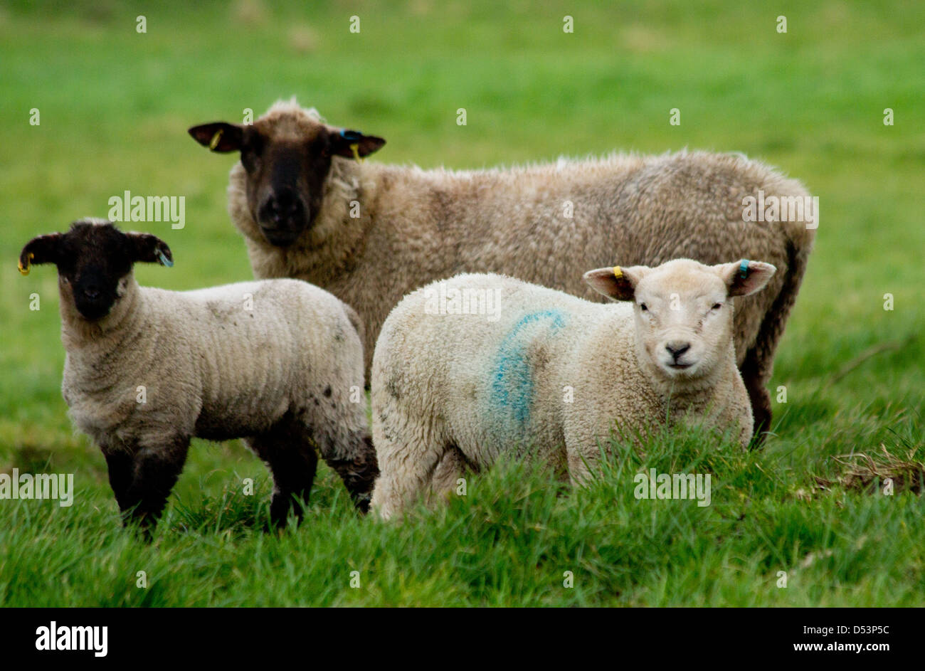 Ewe and two lambs Stock Photo - Alamy
