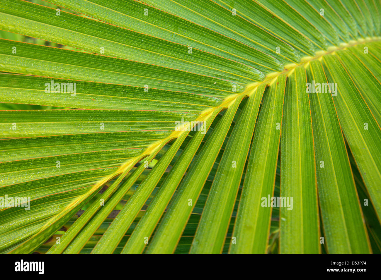 Large palm leaf hi-res stock photography and images - Alamy