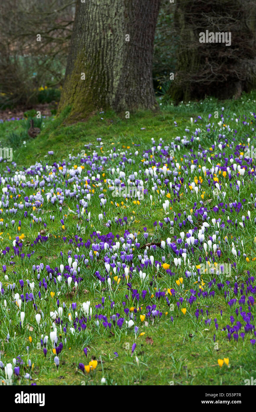 Crocus flowers growing in and English garden Stock Photo - Alamy