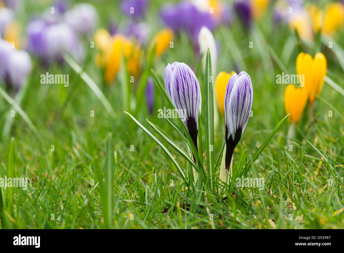 English flowers in spring hi-res stock photography and images - Alamy