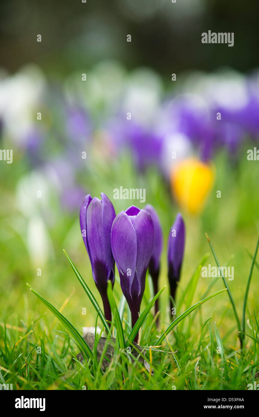English flowers in spring hi-res stock photography and images - Alamy