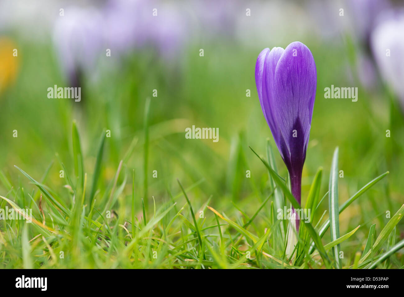 English flowers in spring hi-res stock photography and images - Alamy