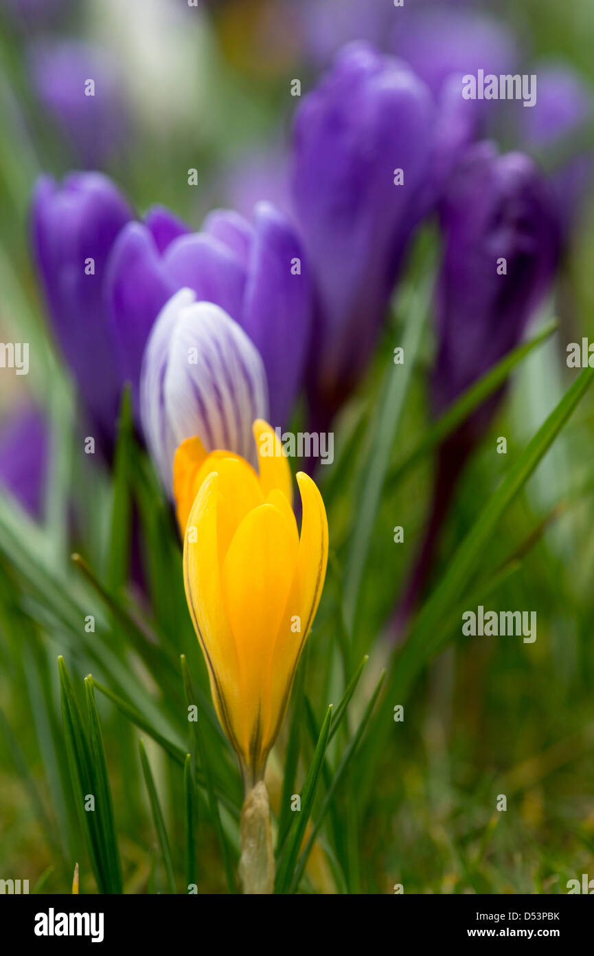 Crocus flowers growing in an English garden Stock Photo - Alamy