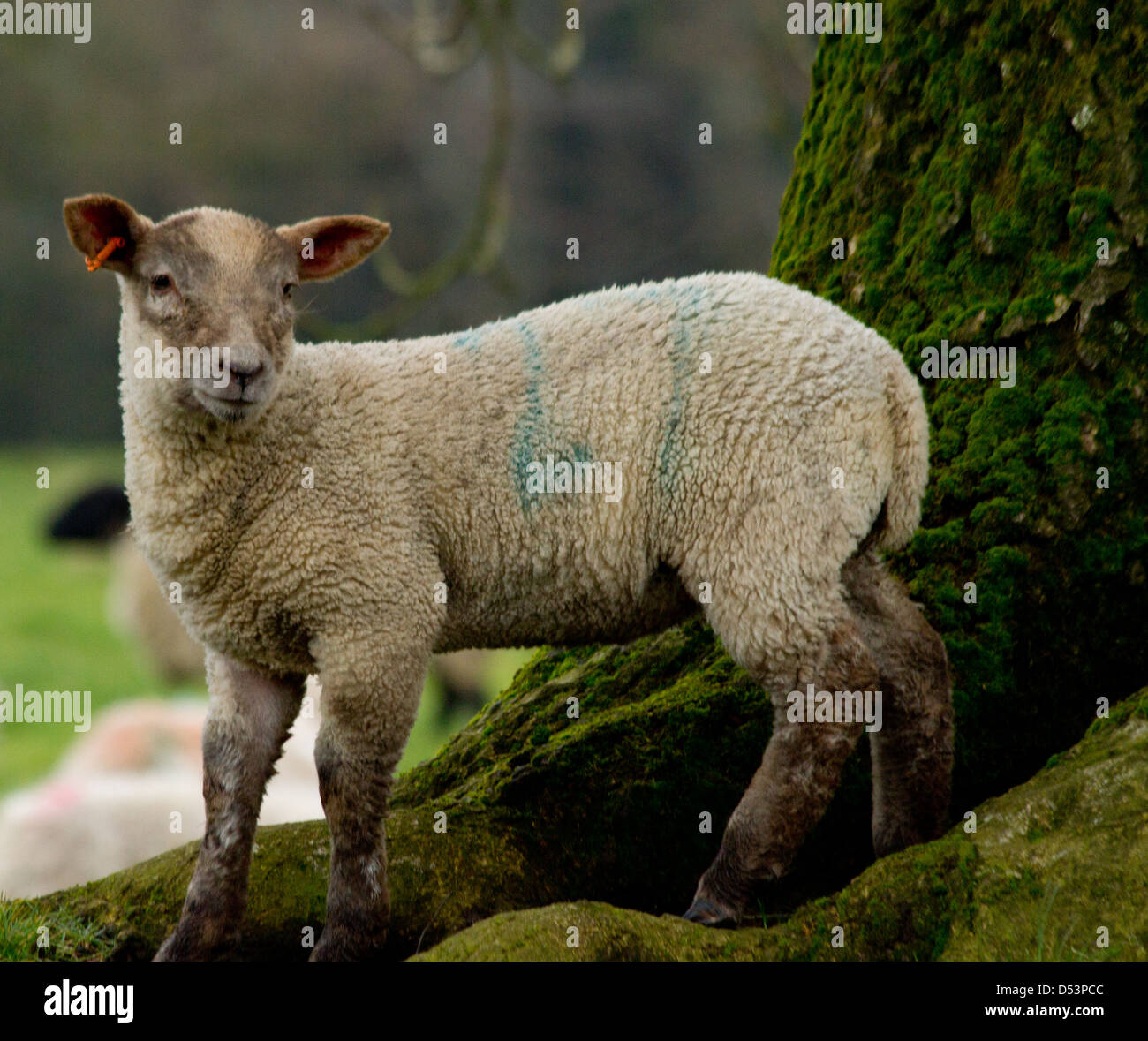 Lamb and tree hi-res stock photography and images - Alamy