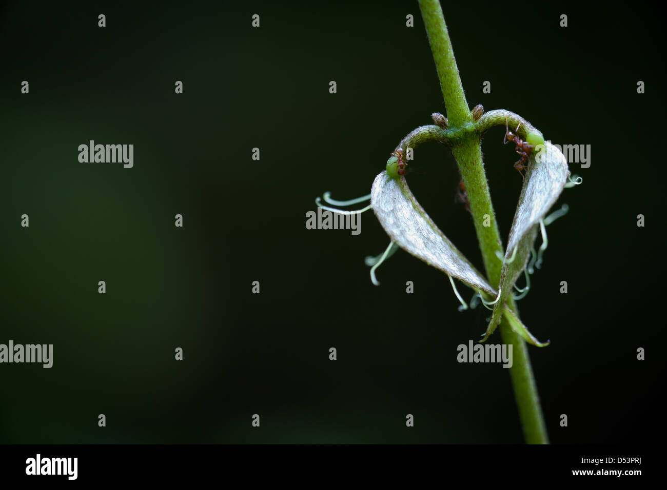 National flower of panama hi-res stock photography and images - Alamy