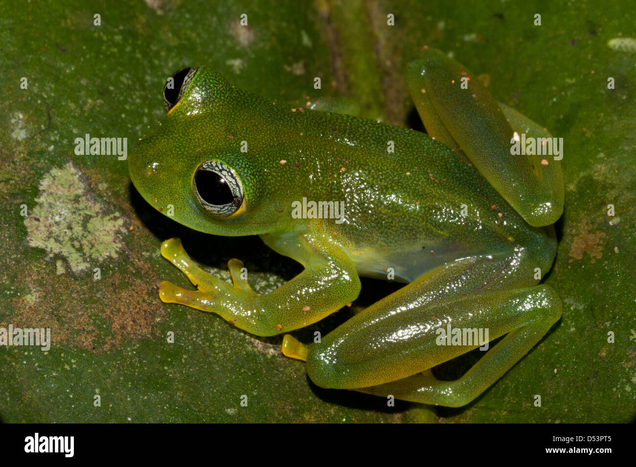 Spiny Cochran Frog, Teratohyla spinosa, in Burbayar Nature Reserve ...