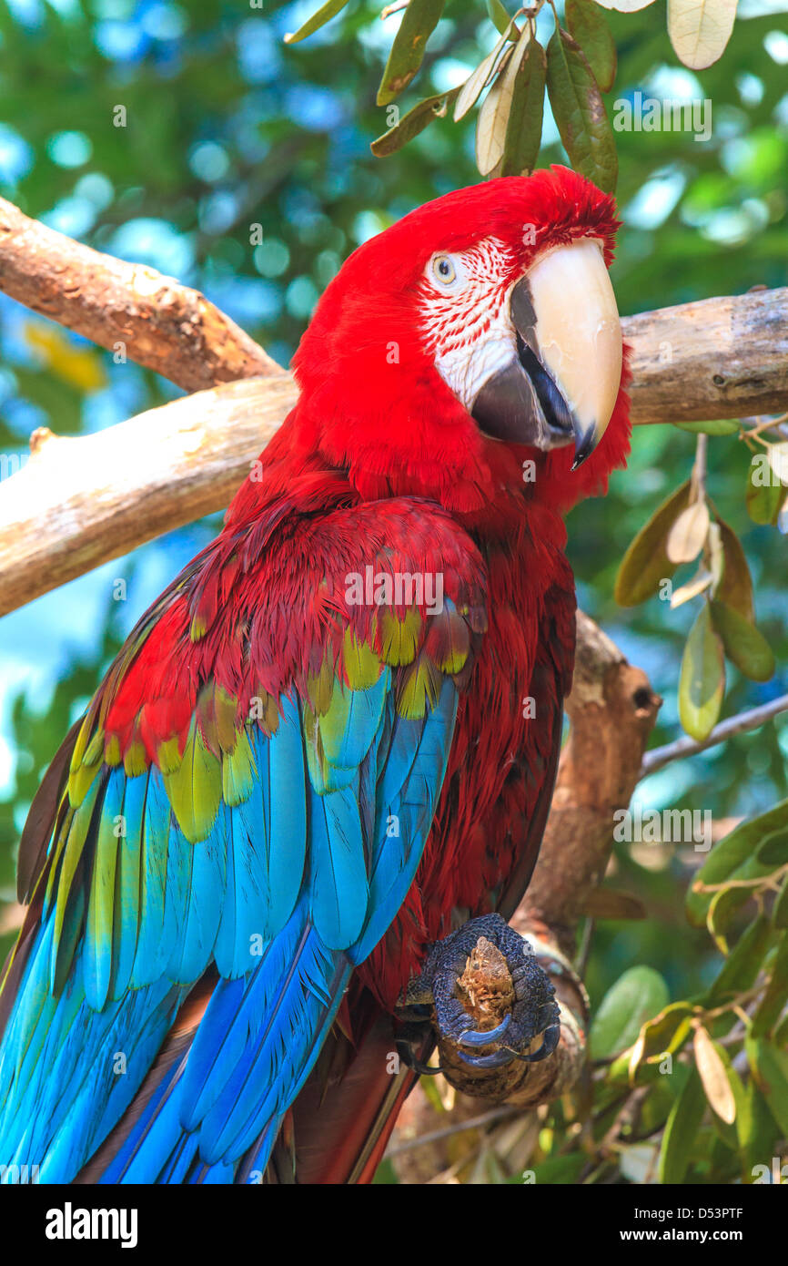 Blue And Red Parrots