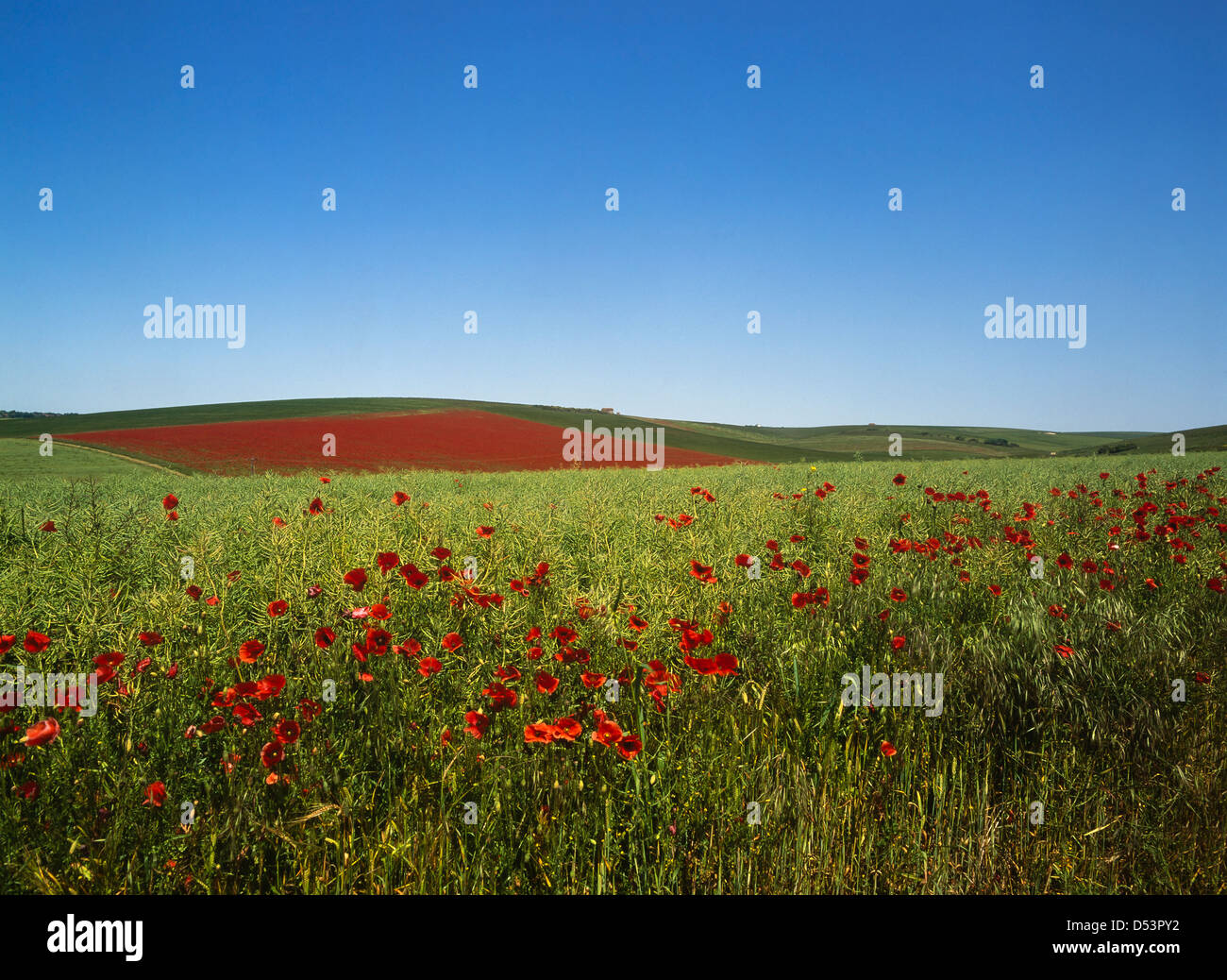 Poppy fields hi-res stock photography and images - Alamy