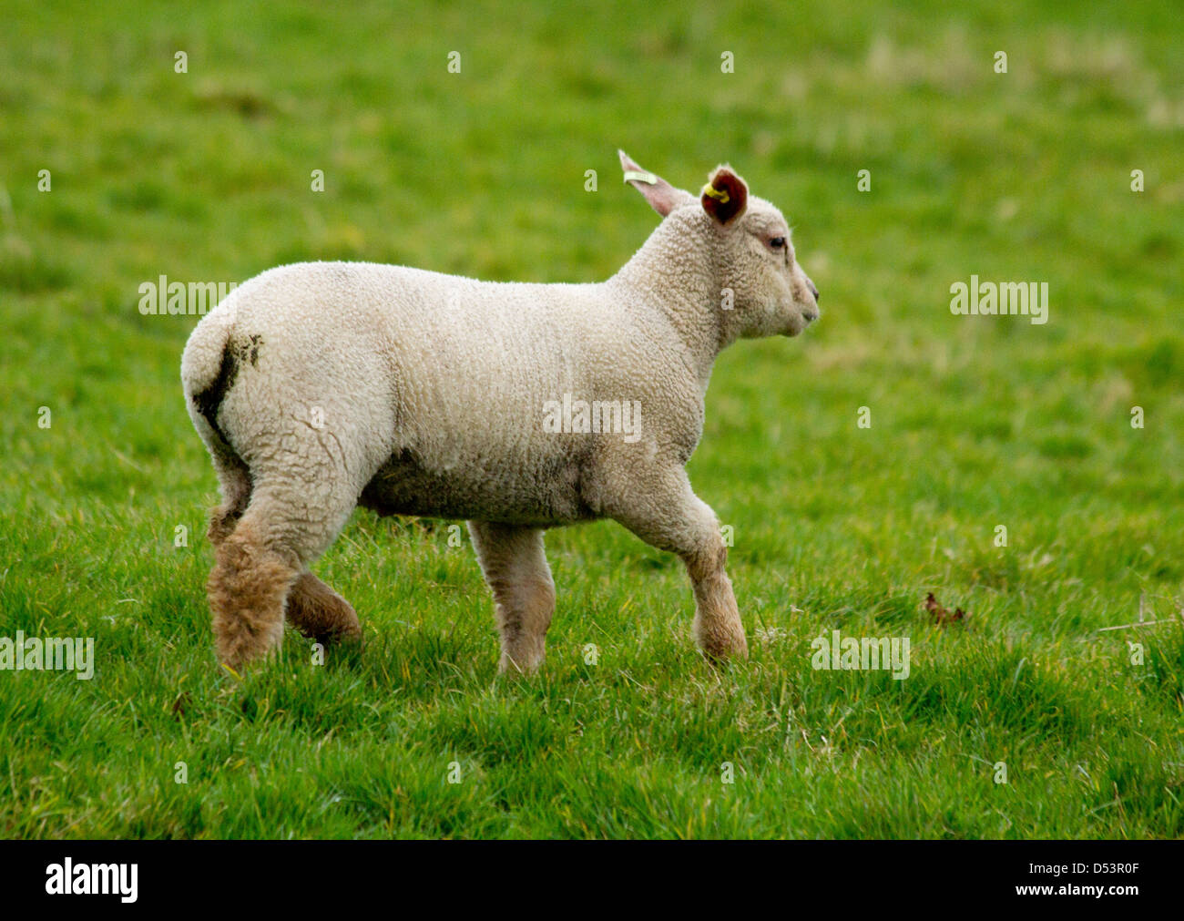 A young lamb walks across a field Stock Photo - Alamy