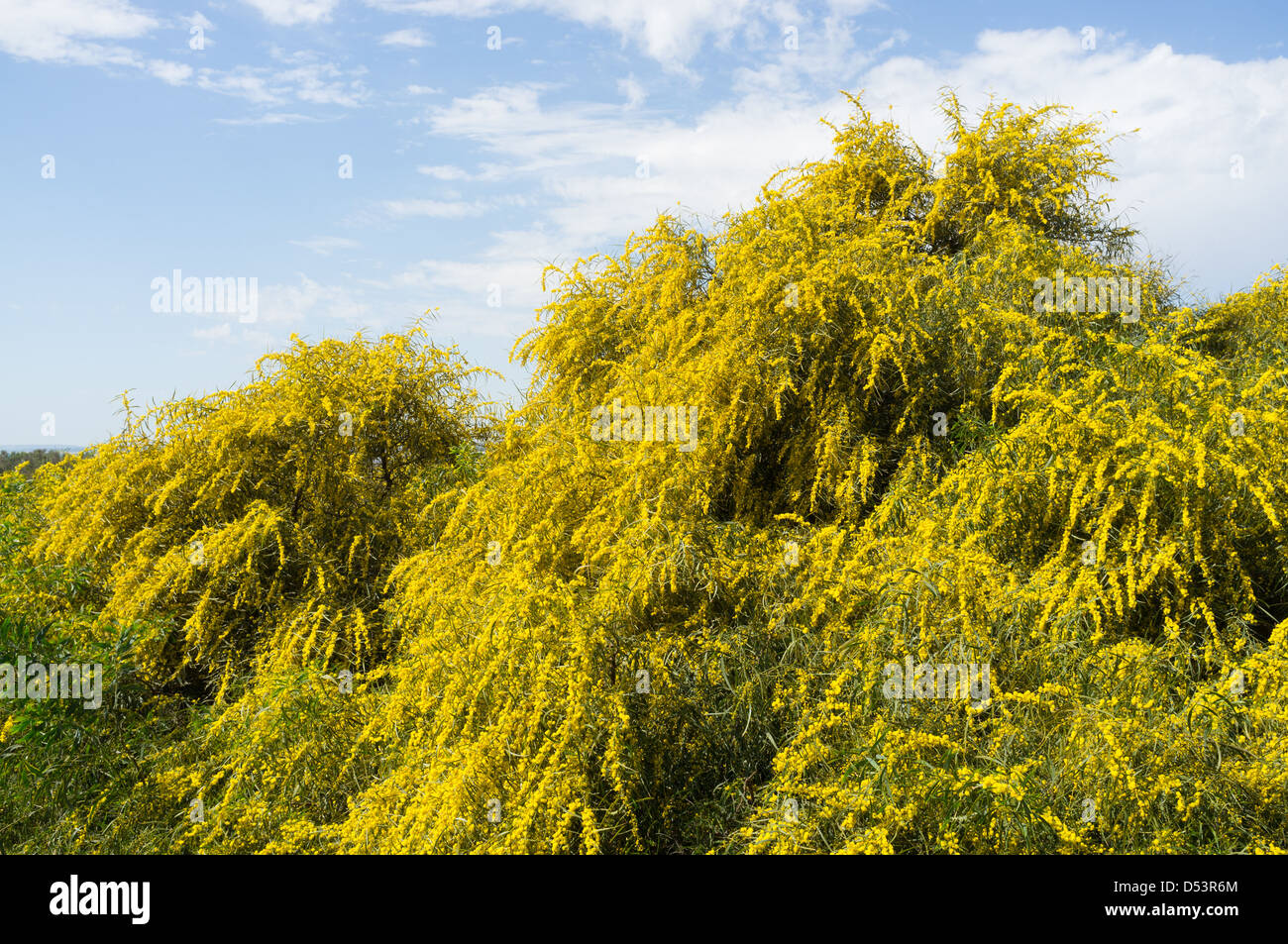 Huge acacia shrub flowering at the beginning of spring Stock Photo - Alamy