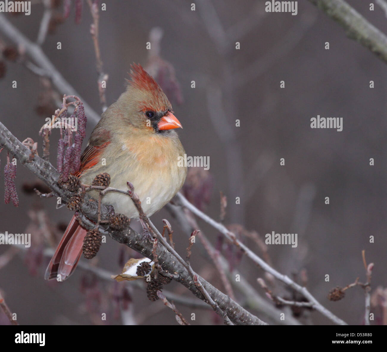 Perched Female Cardinal Stock Photo - Alamy