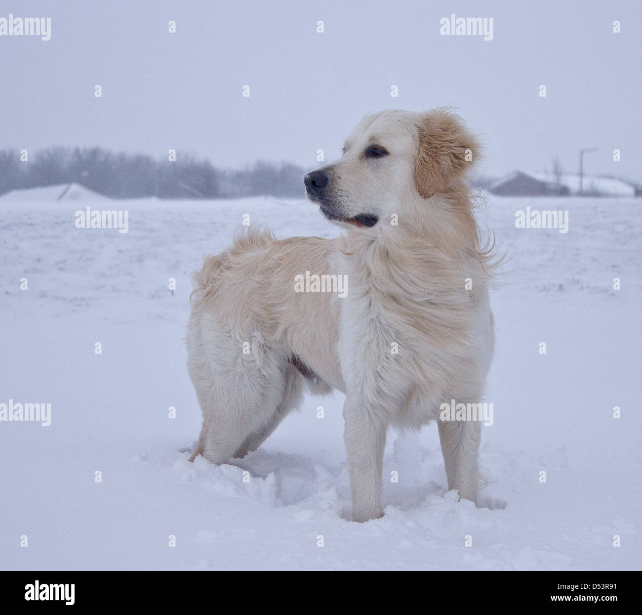 Snooty dog hi-res stock photography and images - Alamy