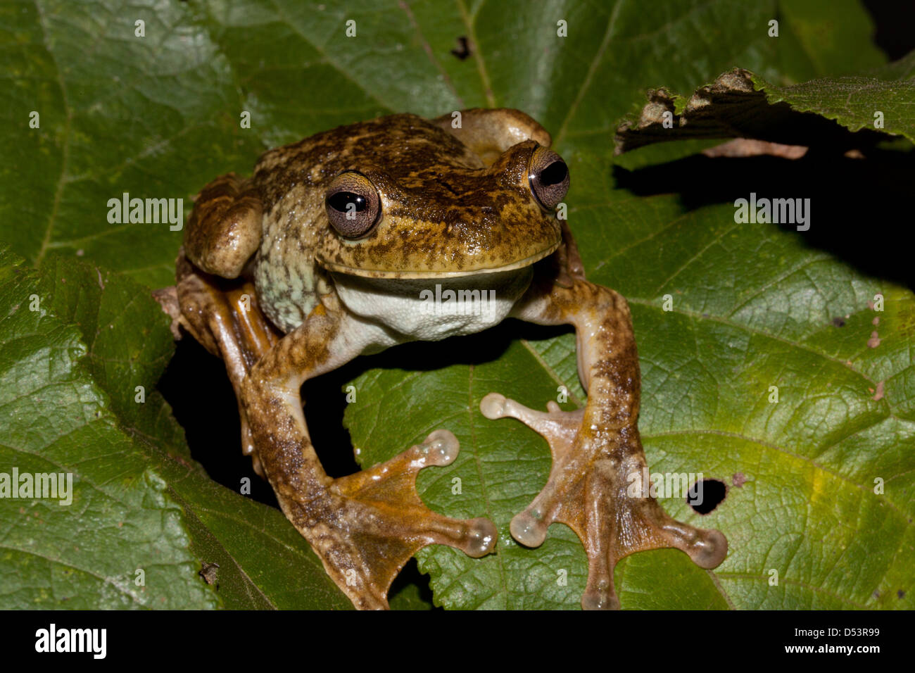Gladiator treefrog hypsiboas boans hi-res stock photography and images ...
