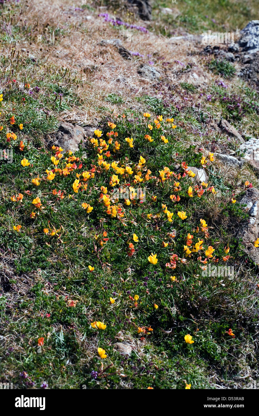 Trefoil Point High Resolution Stock Photography and Images - Alamy
