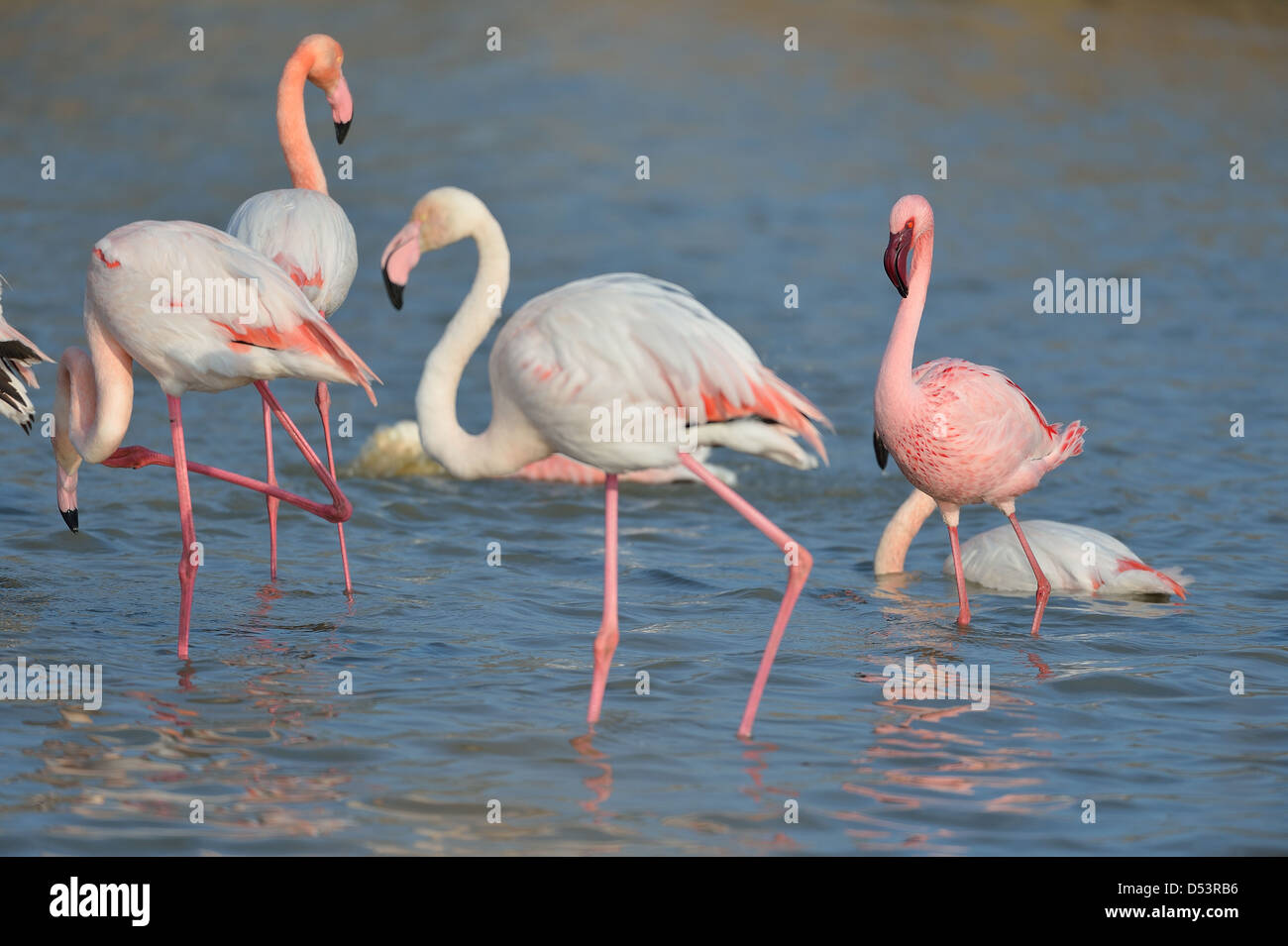 Lesser flamingo (Phoeniconaias minor) African bird lost in Europe in ...