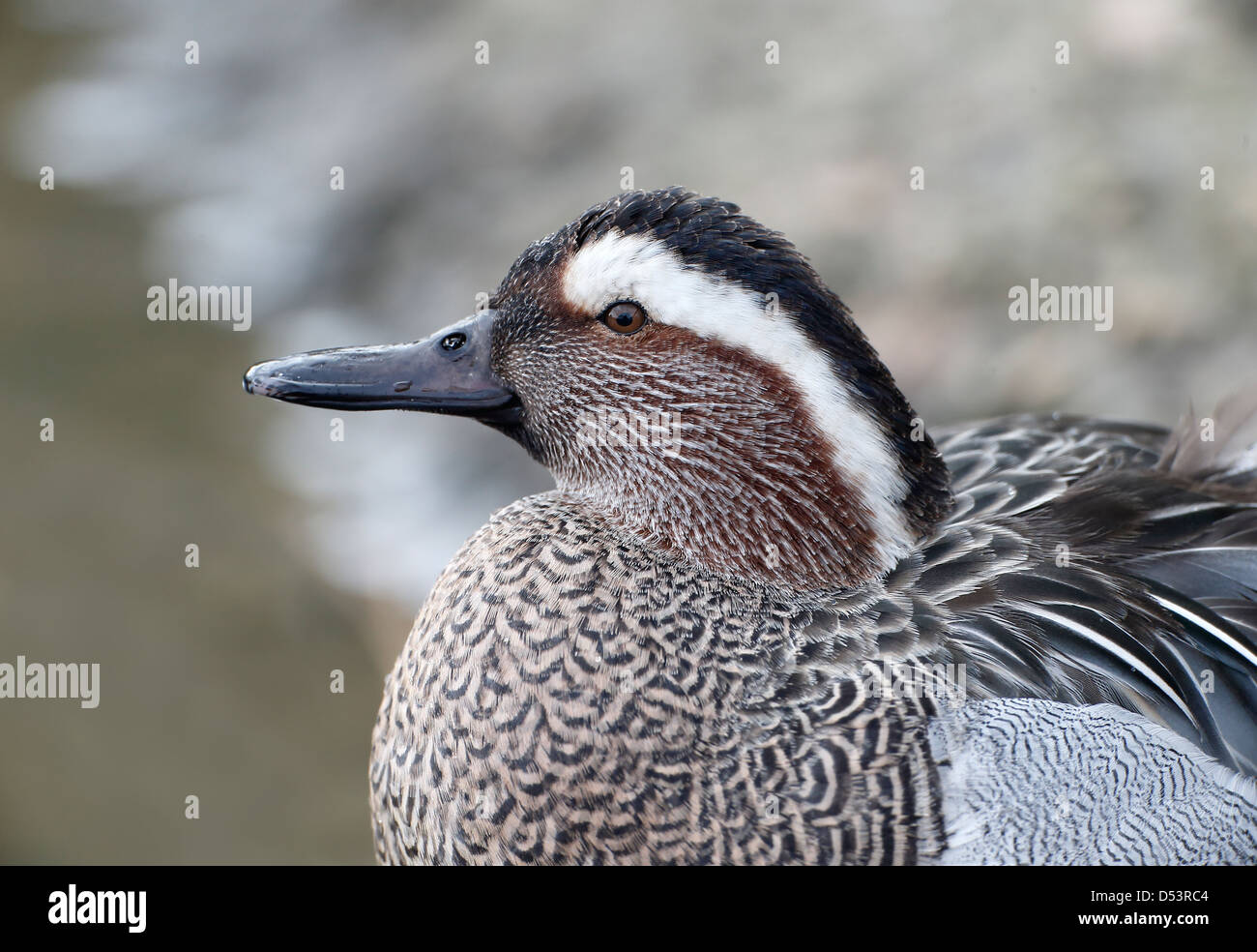 Garganey, Anas querquedula, single male head shot, captive, March 2013 ...