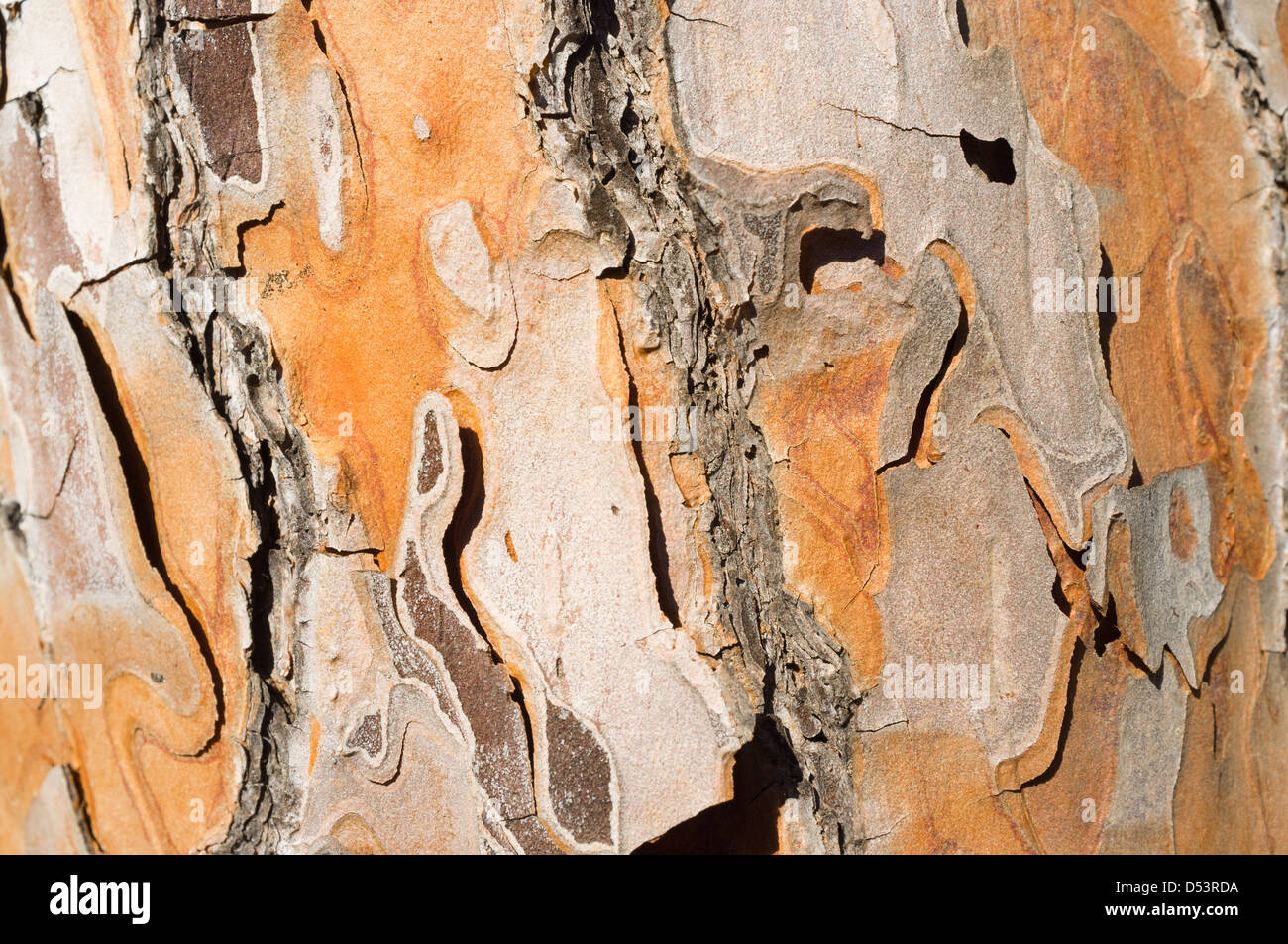 Closeup take of a Mediterranean pine tree trunk Stock Photo - Alamy