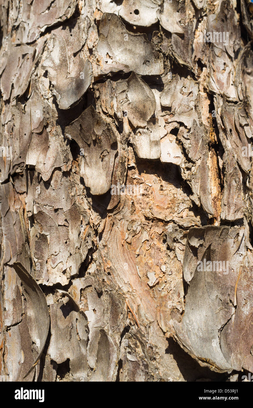 Tree Rind High Resolution Stock Photography and Images - Alamy