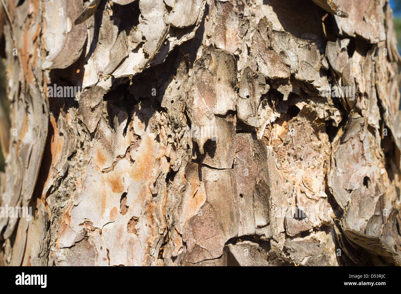 Tree rind hi-res stock photography and images - Alamy