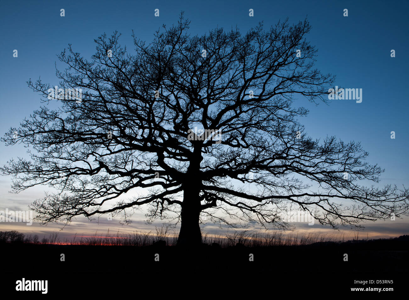 Old Oak tree known as "Råde eika" in Råde kommune, Østfold fylke ...