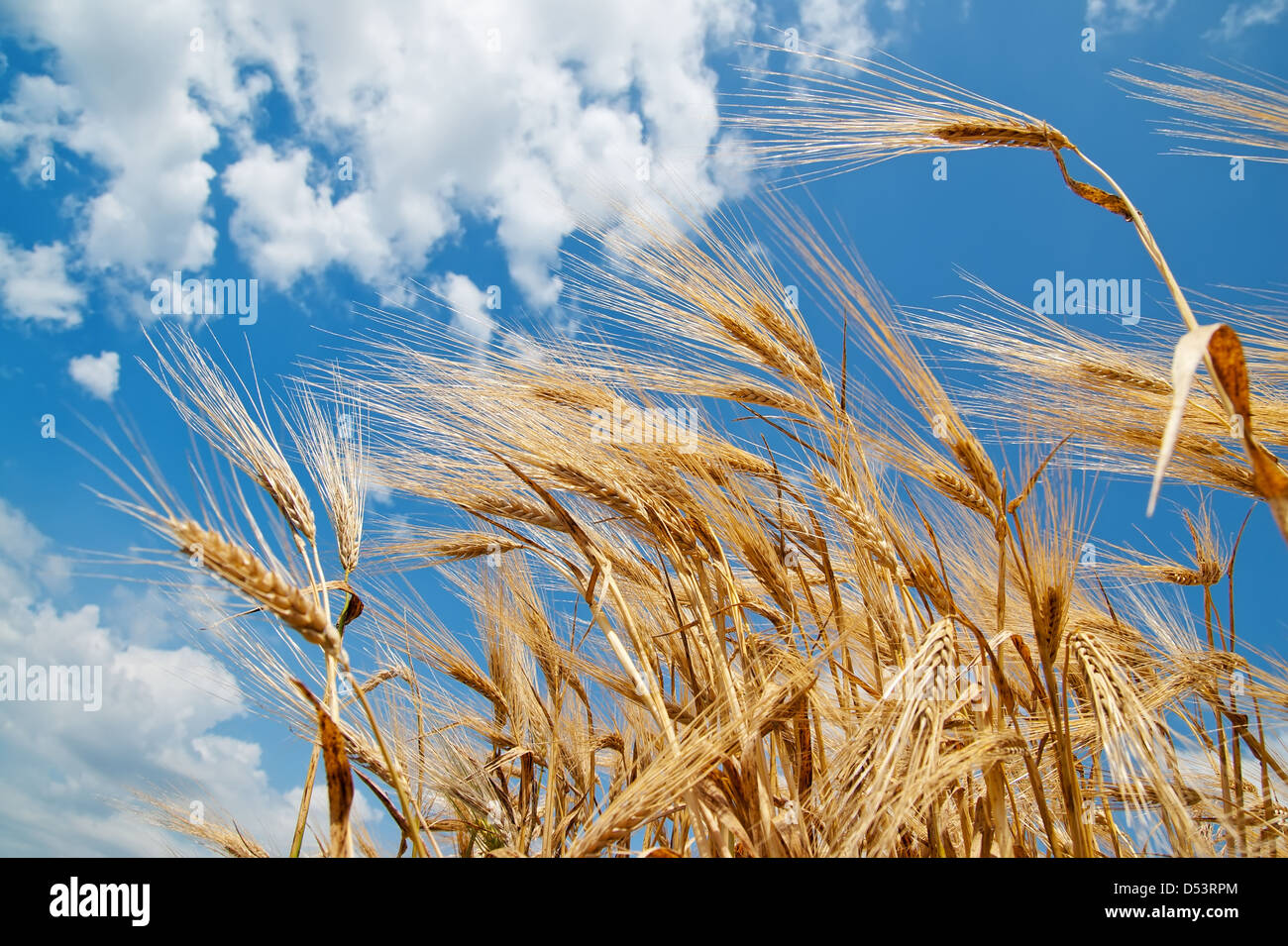 wheat and blue sky Stock Photo - Alamy