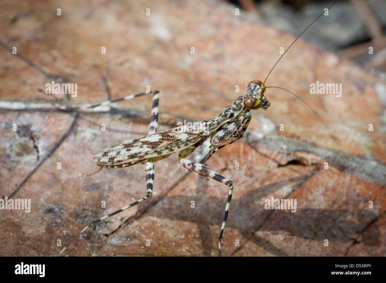 Mantis insect in the rainforest of Altos de Campana national park ...