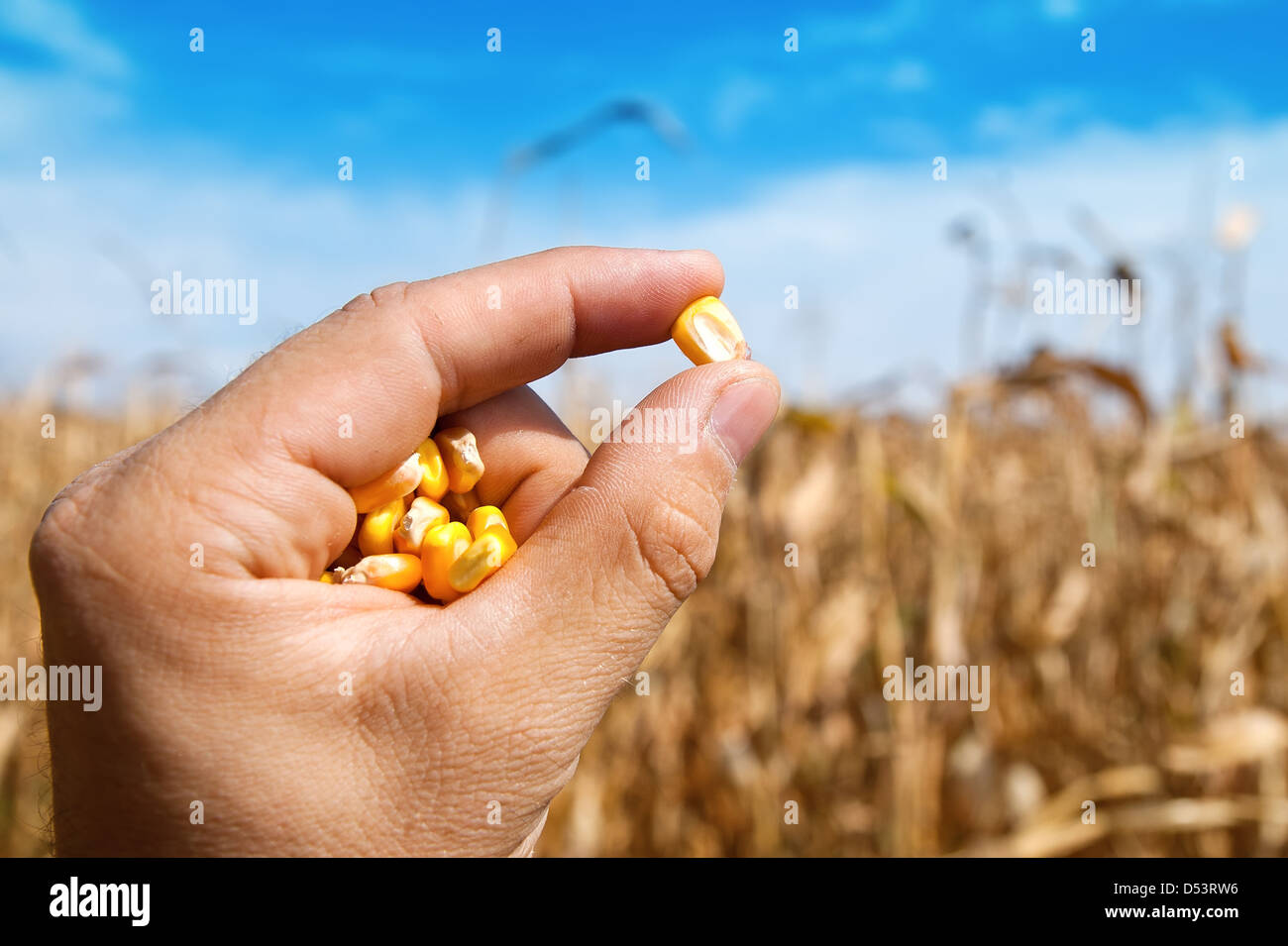 maize in hand over field Stock Photo - Alamy