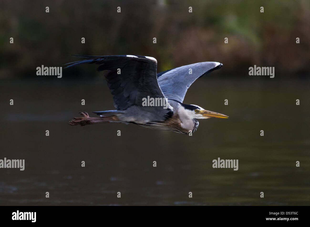 Birds flying low over water hi-res stock photography and images - Alamy
