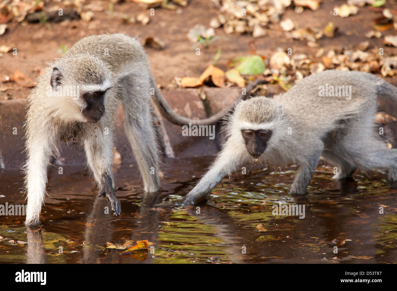 Two vervet monkey Chlorocebus pygerythrus playing in a South African ...