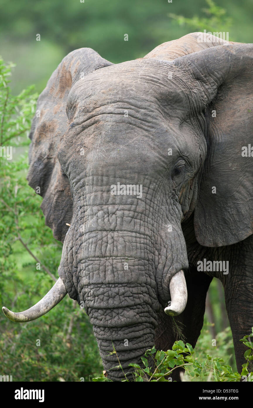 Close up of an African bush elephant or African savanna elephant ...