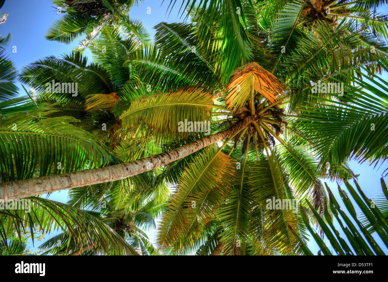 closeup of a palm tree Stock Photo - Alamy