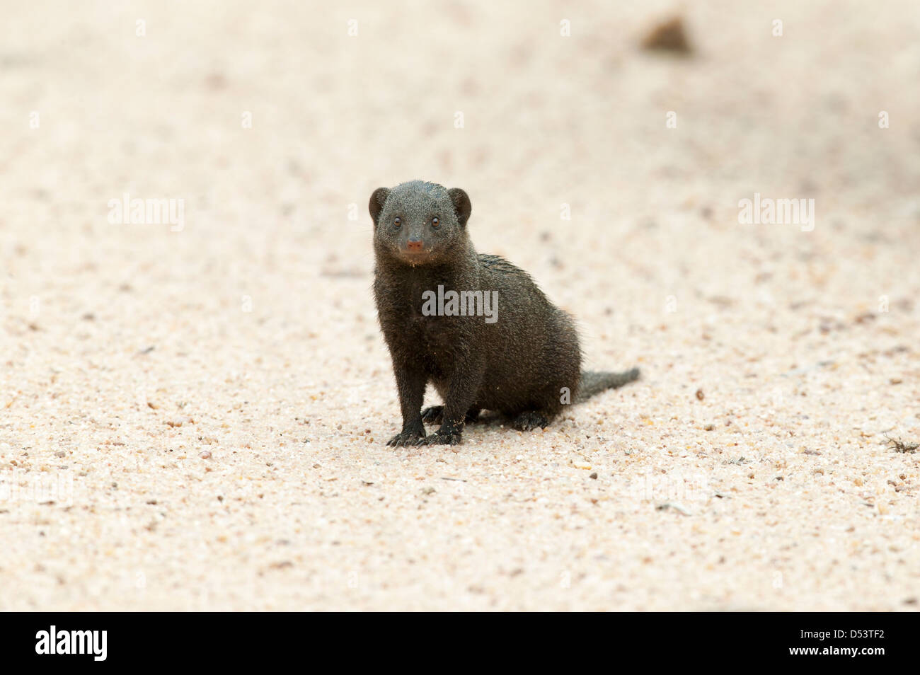 Common dwarf mongoose Helogale parvula sitting on a sandy dry river bed ...